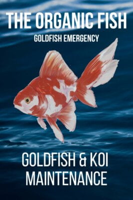 The Organic Fish - Goldfish-Emergency.com
