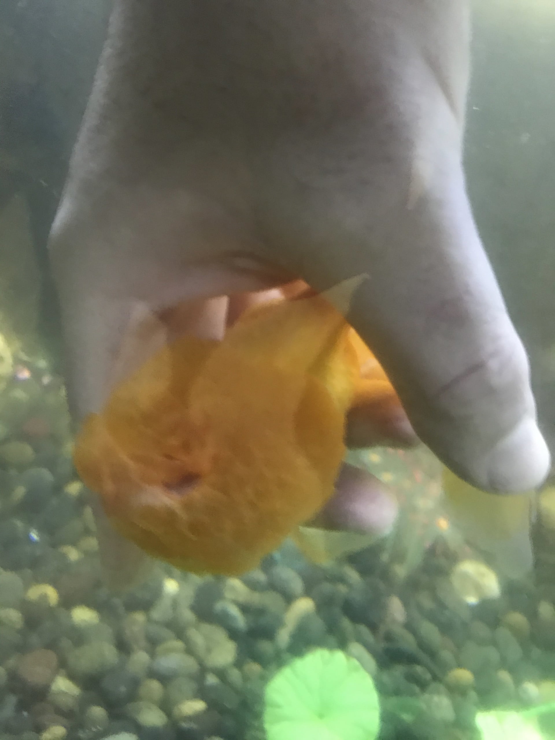 diagnose goldfish symptoms, goldfish emergency 911