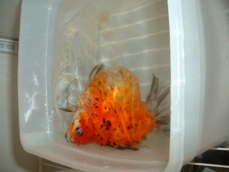 Goldfish bloated-diagnose symptoms and treat-gfe