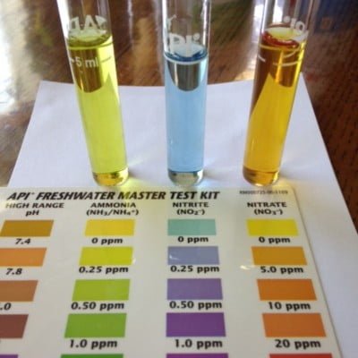 Test water parameters-10 Steps to Goldfish Keeping