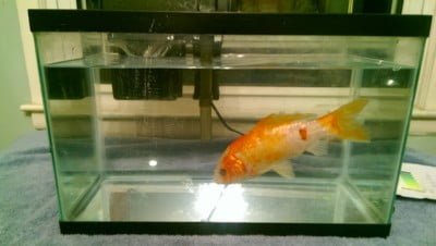nitrogen cycle explained; goldfish emergency; diagnose and treat