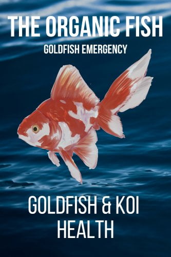 Goldfish Koi Health-Diagnose Symptoms and Treat-gfe